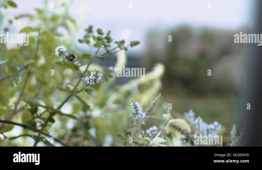Pollen plant flowering Stock Videos & Footage - HD and 4K Video Clips ...