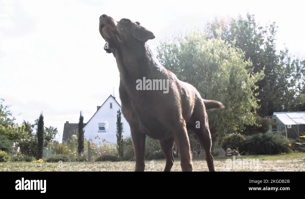 Labrador Retriever Dog Catching a Ball in Sunny Backyard Stock Video ...