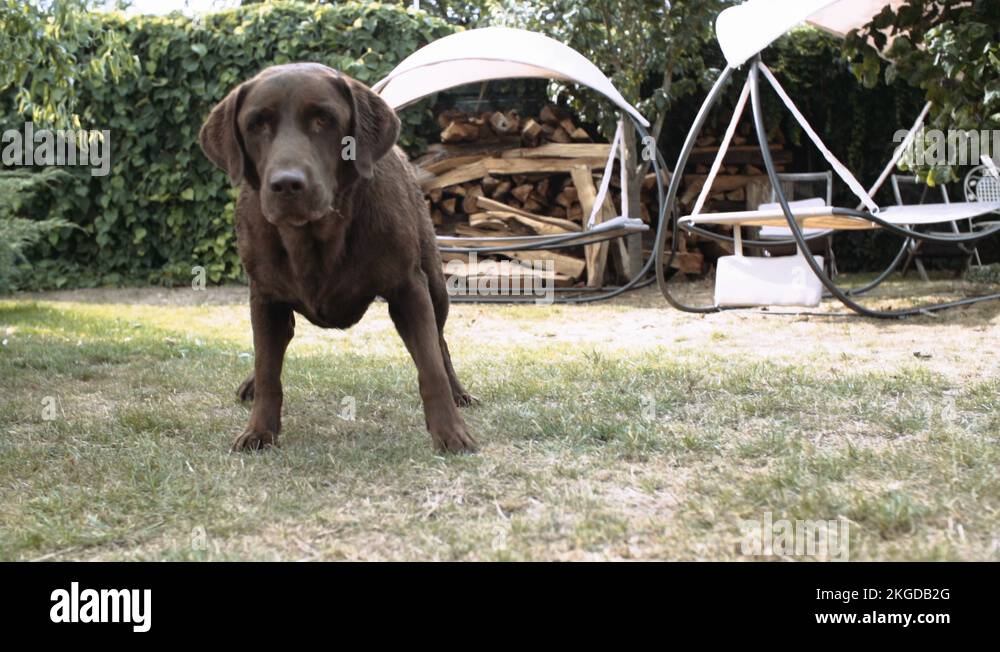 Adult labrador dog Stock Videos & Footage - HD and 4K Video Clips - Alamy