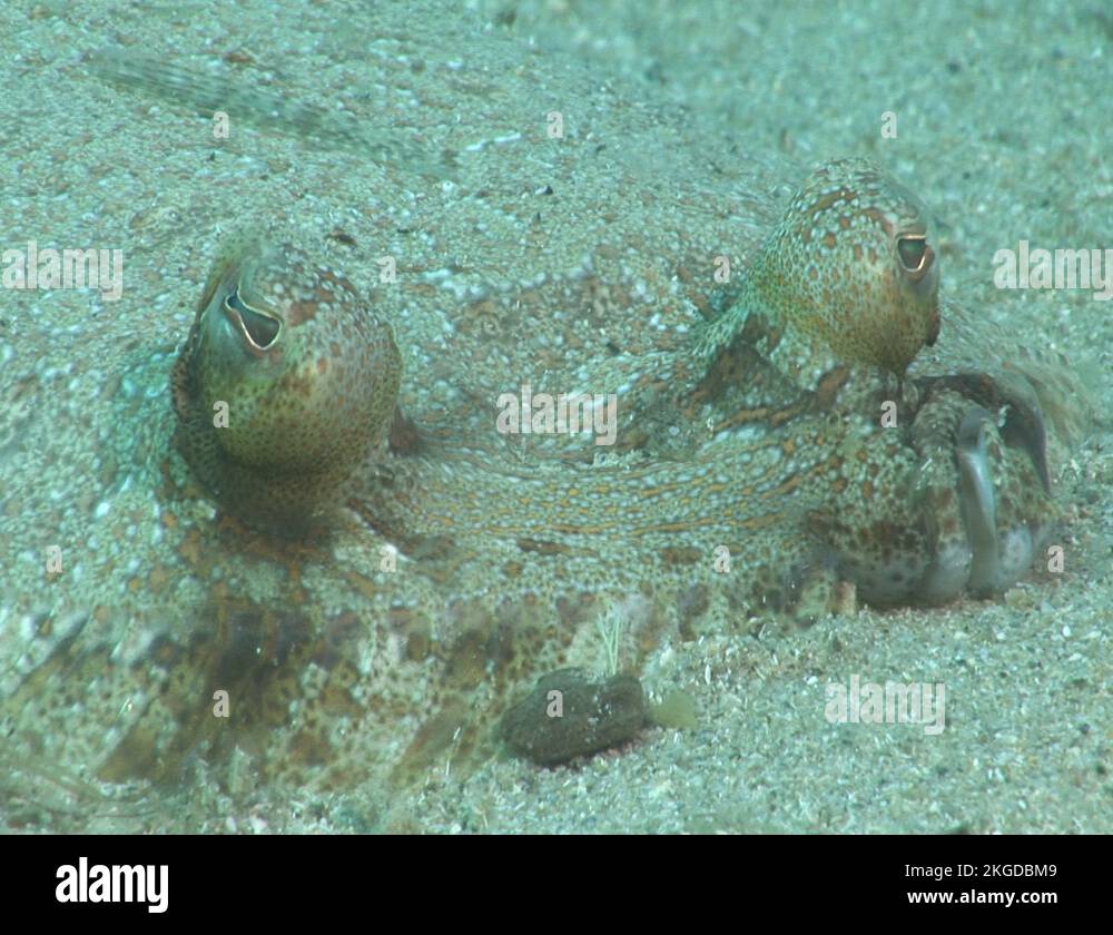 Invisible fish Stock Videos & Footage - HD and 4K Video Clips - Alamy