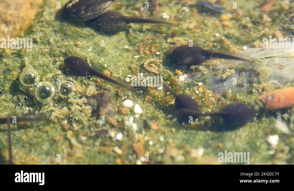 Tadpoles swimming in shallow pond. Early stage frog tadpoles of ...