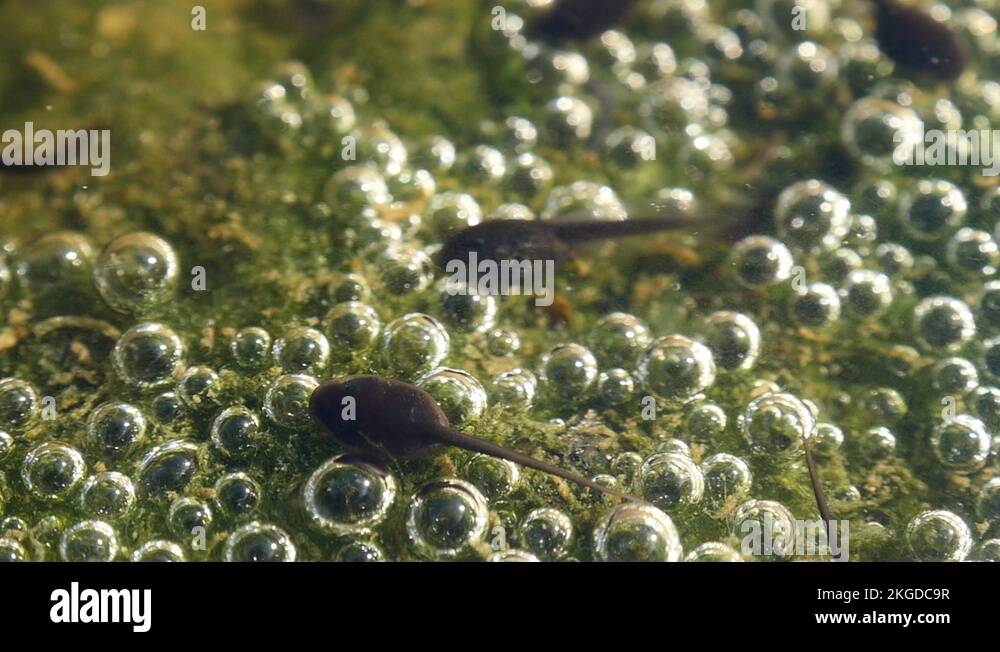 Tadpoles swimming in shallow pond. Early stage frog tadpoles of ...
