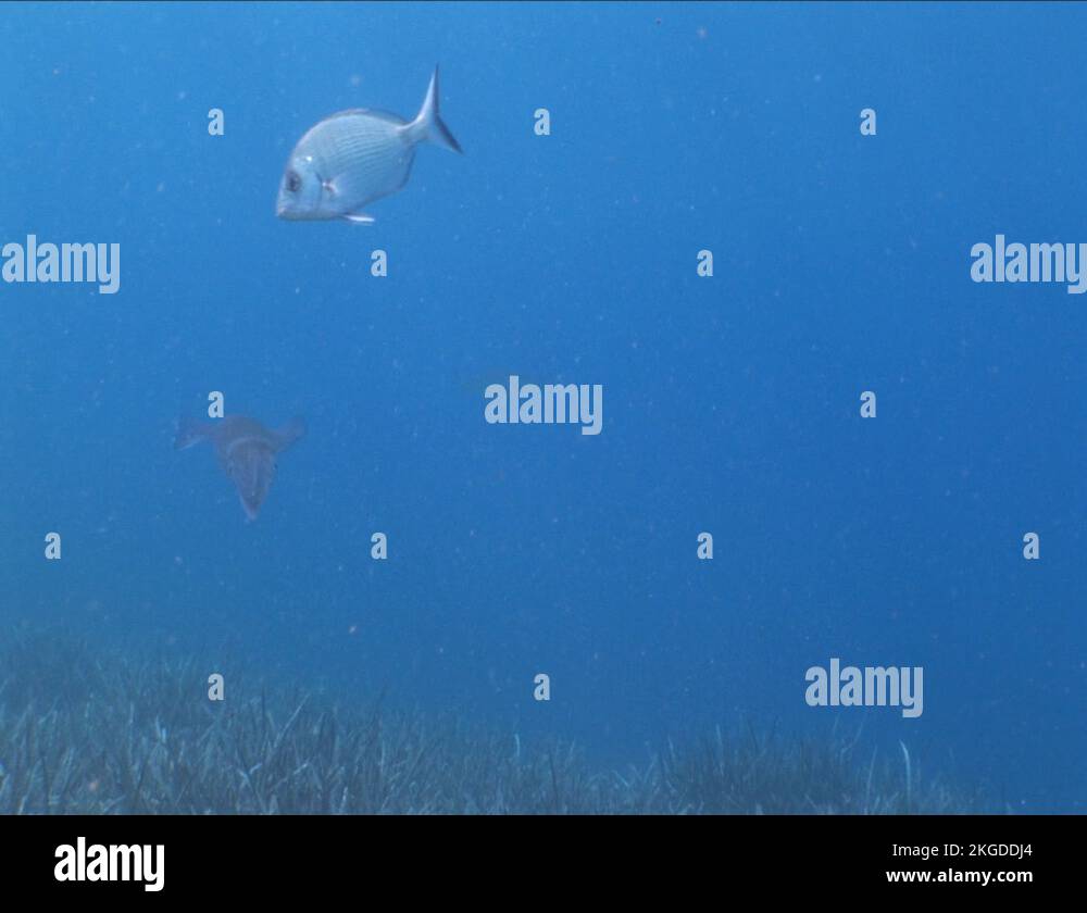 Fish eggs underwater Stock Videos & Footage - HD and 4K Video Clips - Alamy