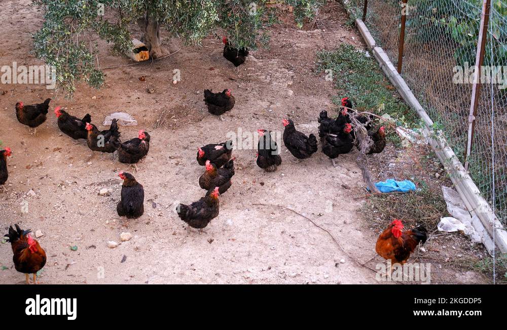 Cockerel cockerels Stock Videos & Footage - HD and 4K Video Clips - Alamy