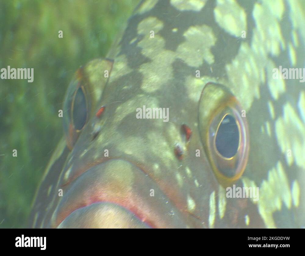 Greasygrouper Stock Videos & Footage - HD and 4K Video Clips - Alamy