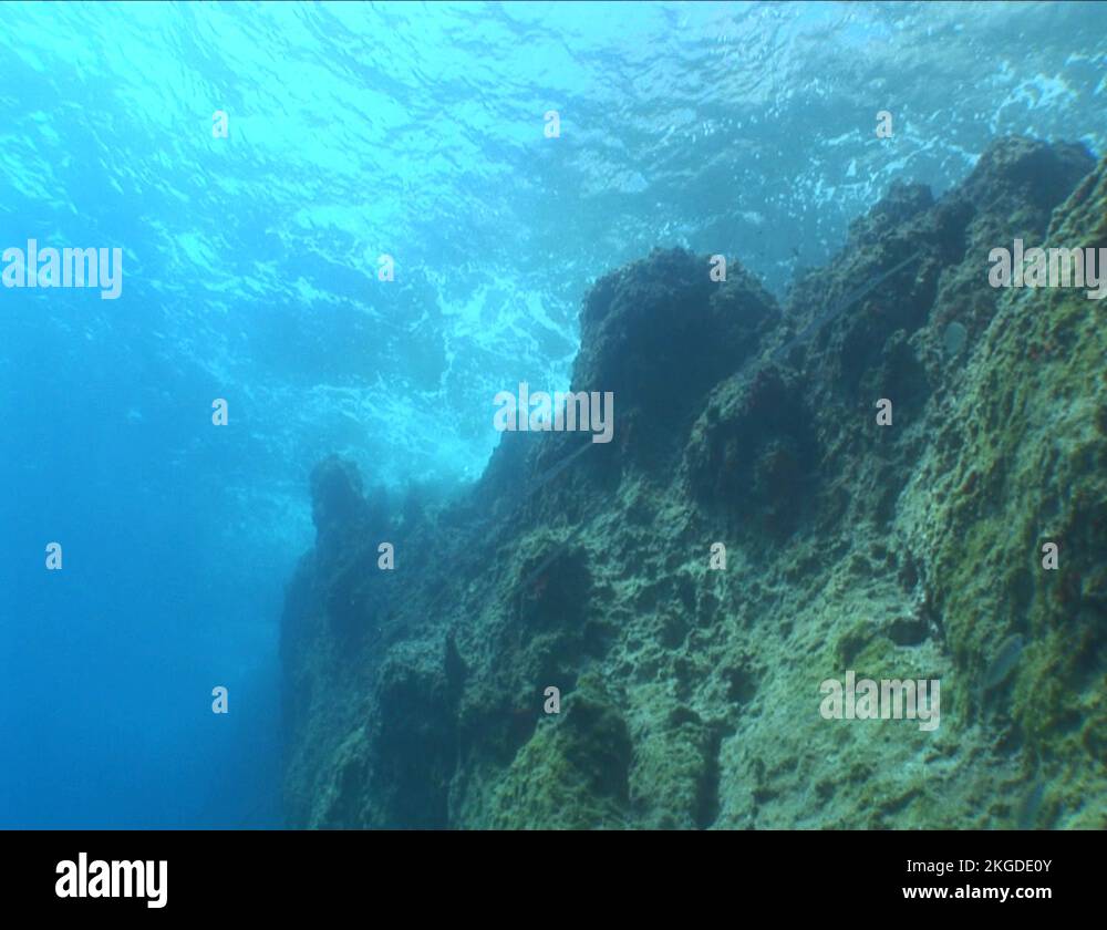 cornet fish long fish swim underwater school Stock Video Footage - Alamy