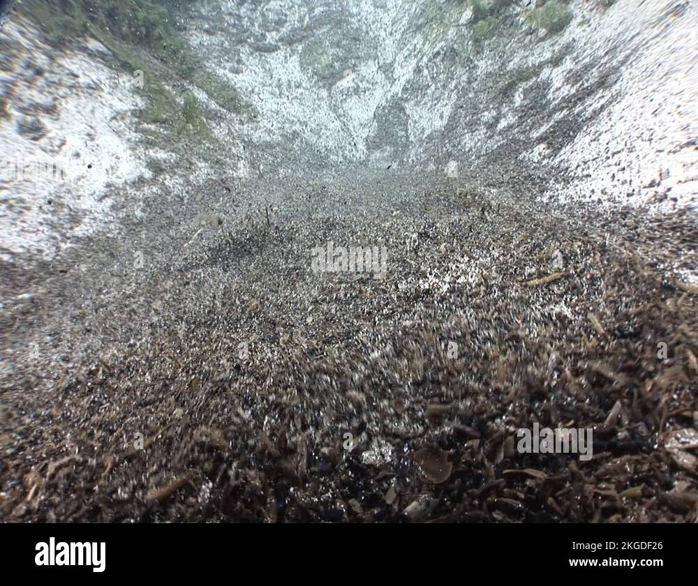 spring underwater fresh water water source lake and river sea plant ...