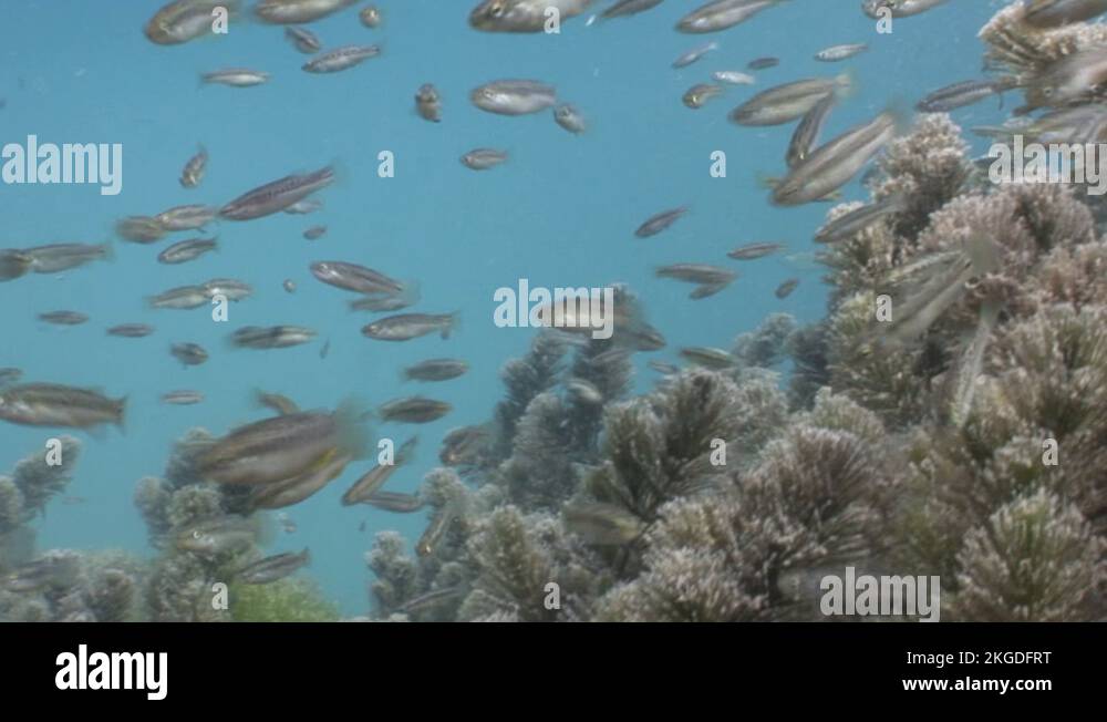 Freshwater scenery river lake underwater Stock Videos & Footage - HD ...