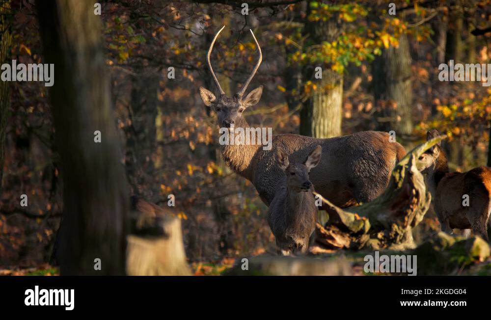 Unusual deer Stock Videos & Footage - HD and 4K Video Clips - Alamy