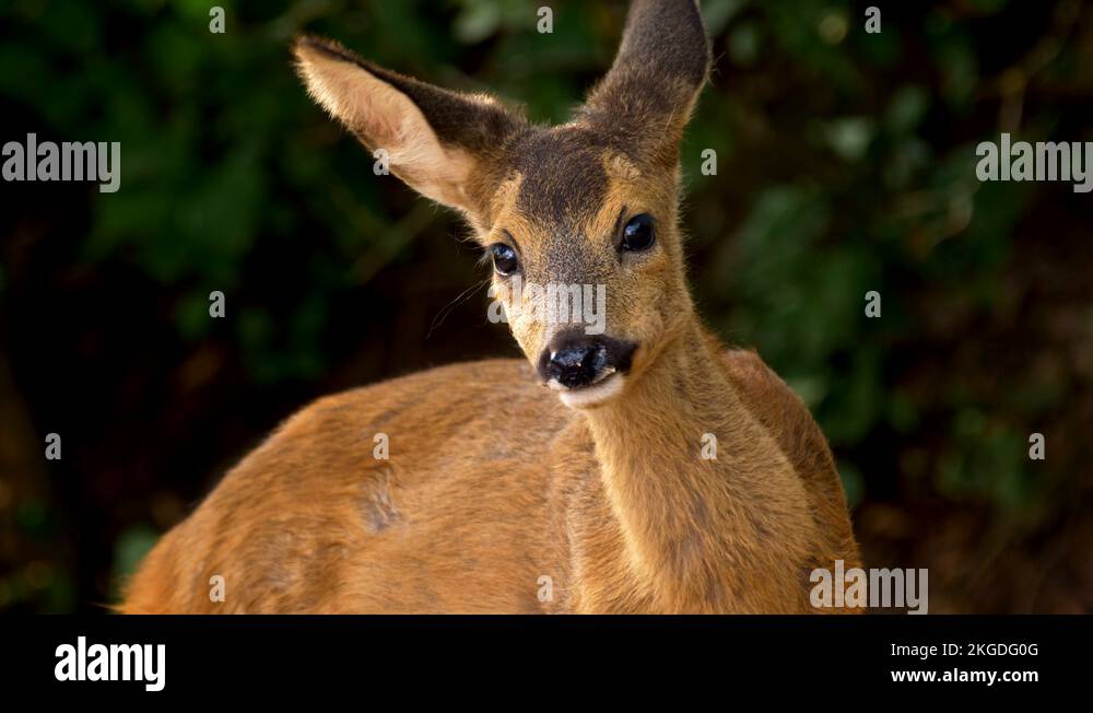 Roe deer capreolus hunting Stock Videos & Footage - HD and 4K Video ...