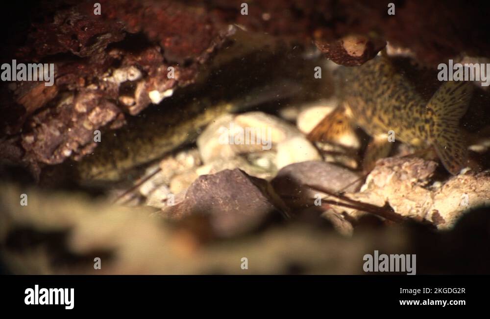 Catfish underwater lake Stock Videos & Footage - HD and 4K Video Clips ...