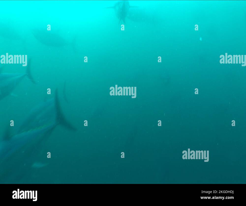 Bluefin tuna underwater Stock Videos & Footage - HD and 4K Video Clips ...