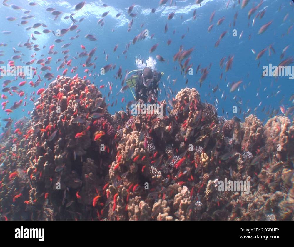 Fisch fish Stock Videos & Footage - HD and 4K Video Clips - Alamy