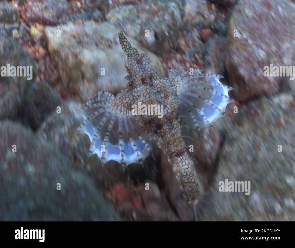 Short dragon fish Stock Videos & Footage - HD and 4K Video Clips - Alamy