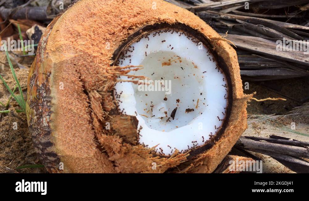 Eat coconut Stock Videos & Footage - HD and 4K Video Clips - Alamy