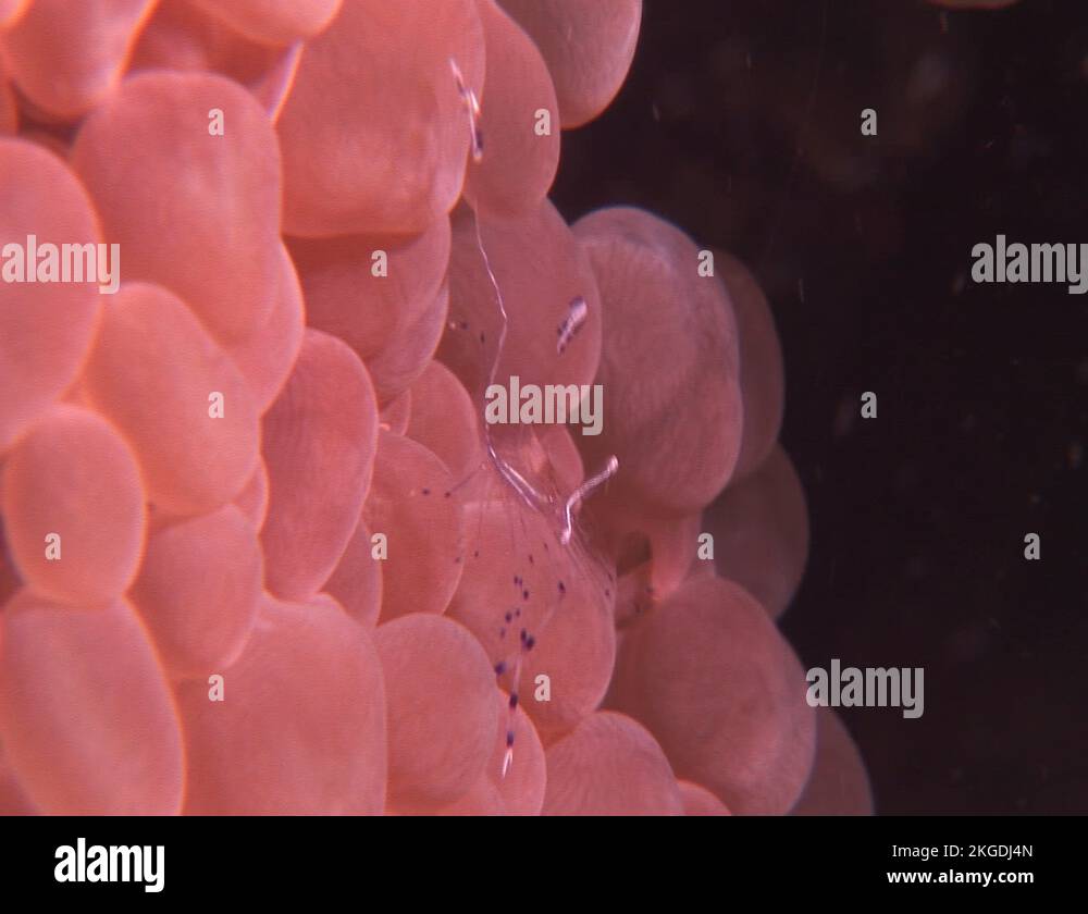 Bubble shrimp Stock Videos & Footage - HD and 4K Video Clips - Alamy