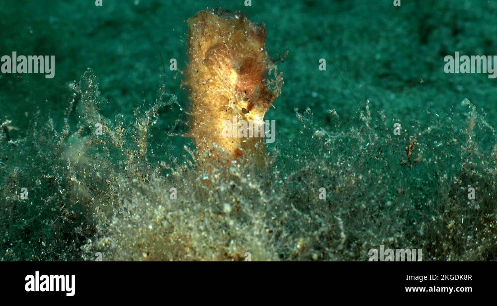Seaweed head Stock Videos & Footage - HD and 4K Video Clips - Alamy