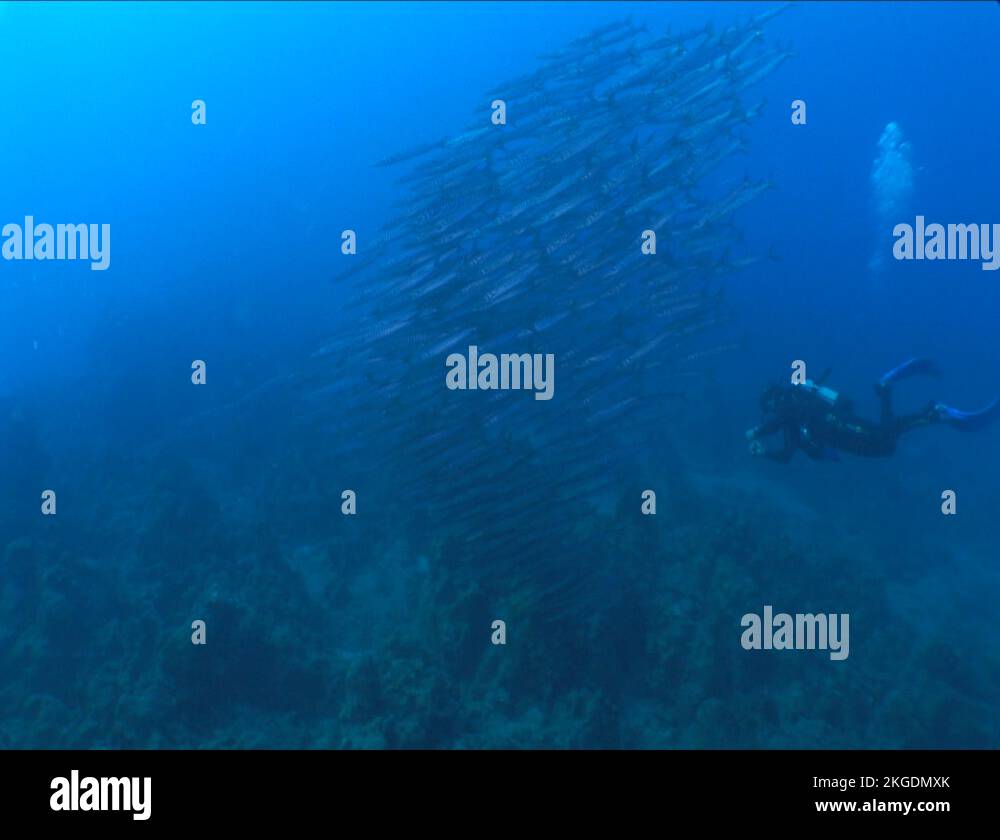 barracudas turning underwater vortex barracuda fish Stock Video Footage ...