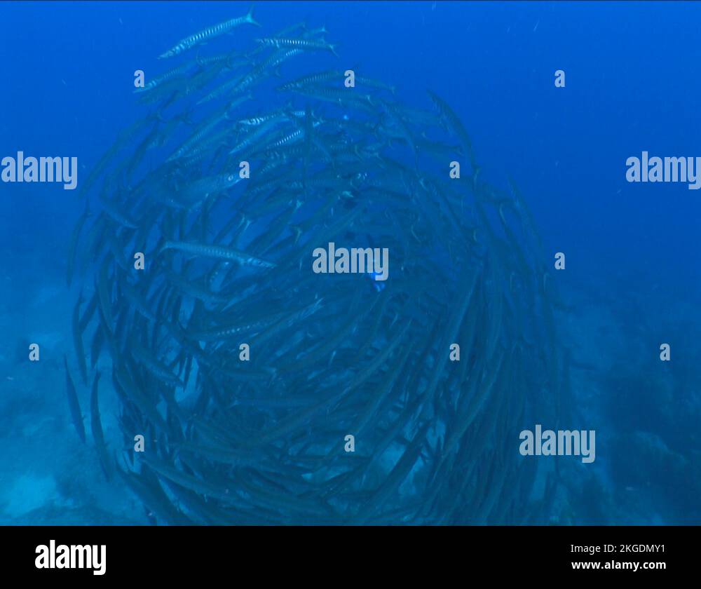 barracudas turning underwater vortex barracuda fish Stock Video Footage ...