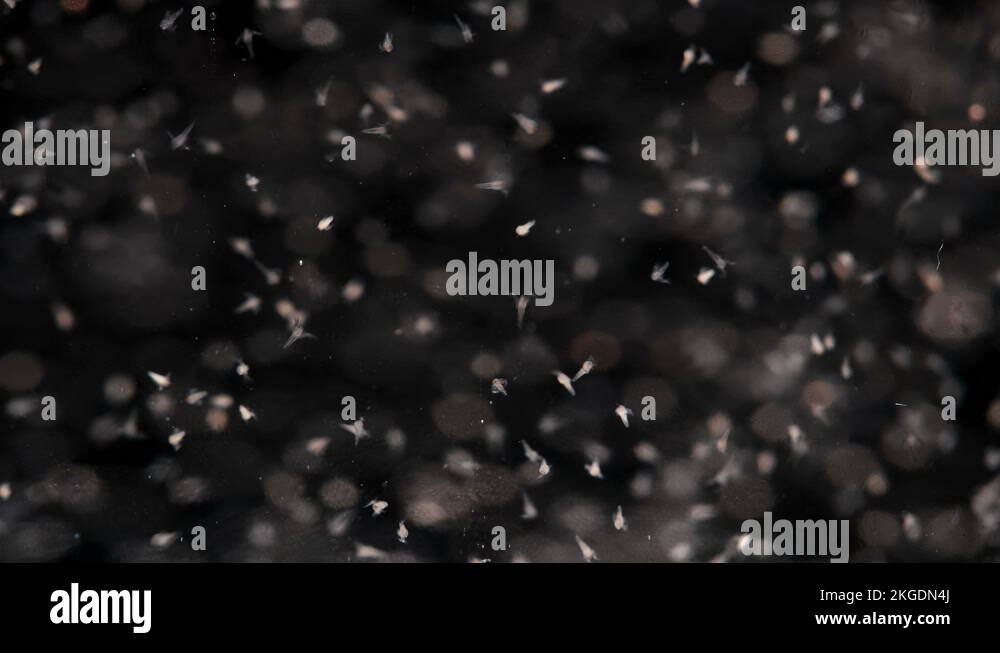 movement of the colony nauplios Artemia salina in the water Stock Video ...