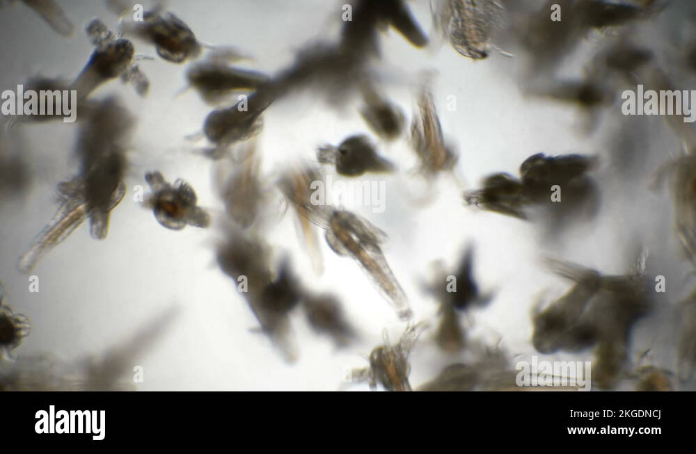 movement of the colony nauplios Artemia salina in the water Stock Video ...