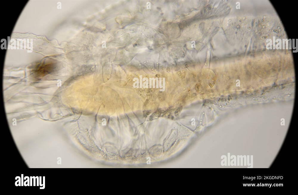 Crustacean structure Stock Videos & Footage - HD and 4K Video Clips - Alamy