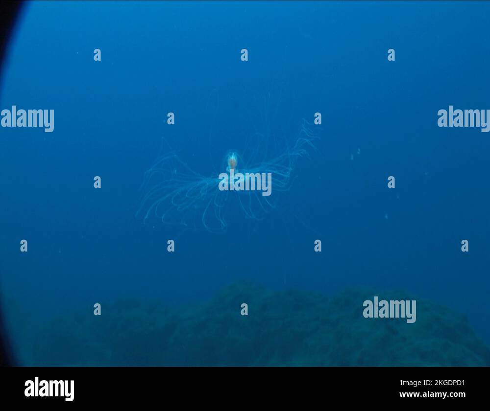 Turritopsis nutricula Turritopsis dohrnii Oceania O armata immortal ...