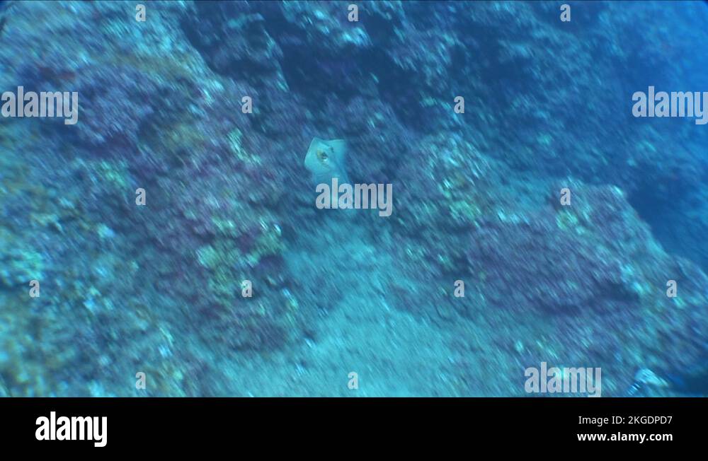 Stingray without tail Stock Videos & Footage - HD and 4K Video Clips ...