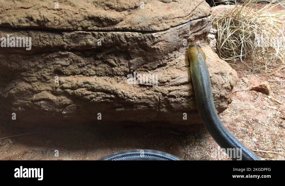 Taipan snake Stock Videos & Footage - HD and 4K Video Clips - Alamy