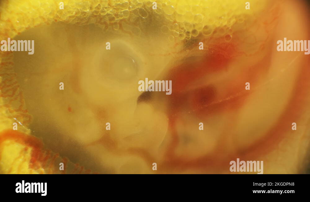 heartbeat and blood flow through the vessels in a chicken embryo in an ...