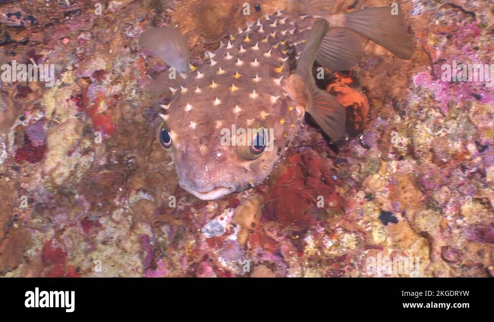 Puffer fish underwater scenery Stock Videos & Footage - HD and 4K Video ...