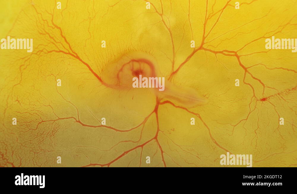 heartbeat and blood flow through the vessels in a chicken embryo in an ...