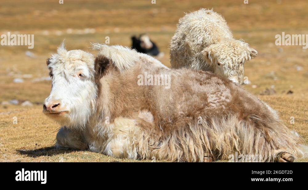 Mother and baby highland calf Stock Videos & Footage - HD and 4K Video ...
