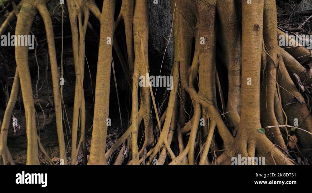 Banyan tree stem and roots Stock Videos & Footage - HD and 4K Video ...
