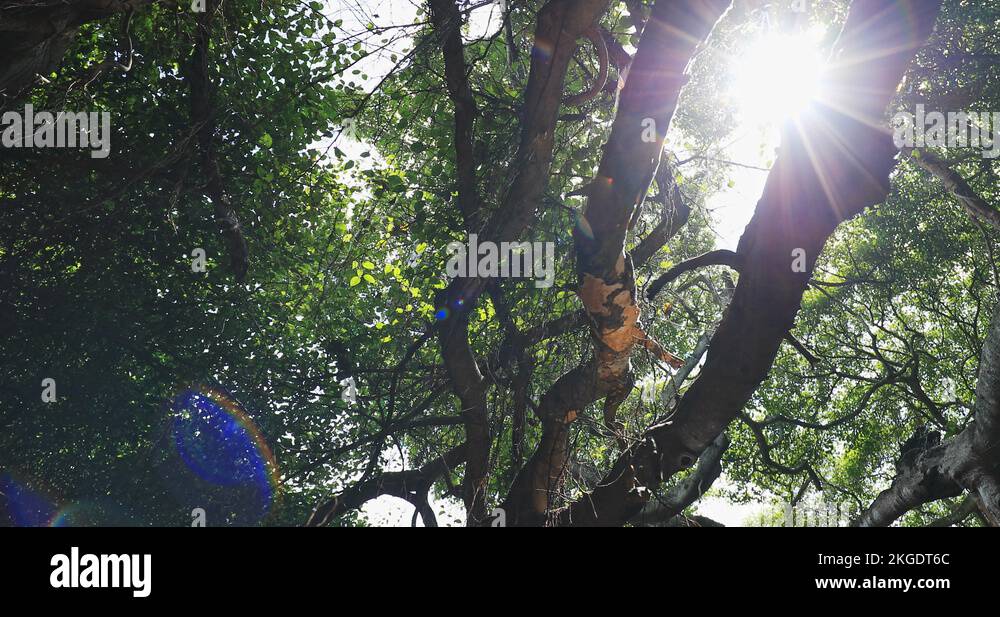 Canopy trees sun ray forest Stock Videos & Footage - HD and 4K Video ...