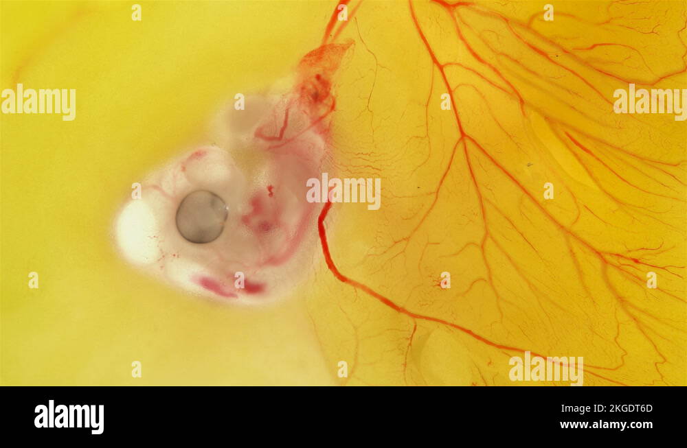 heartbeat and blood flow through the vessels of a chicken or quail ...