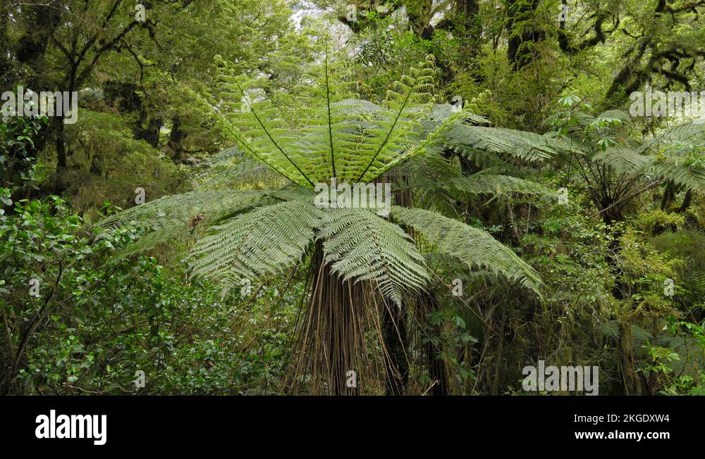 Wild fern in forest Stock Videos & Footage - HD and 4K Video Clips - Alamy