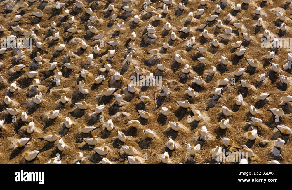 Ground nesting birds Stock Videos & Footage - HD and 4K Video Clips - Alamy