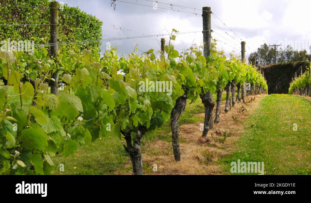 Growing on plantation Stock Videos & Footage - HD and 4K Video Clips - Alamy