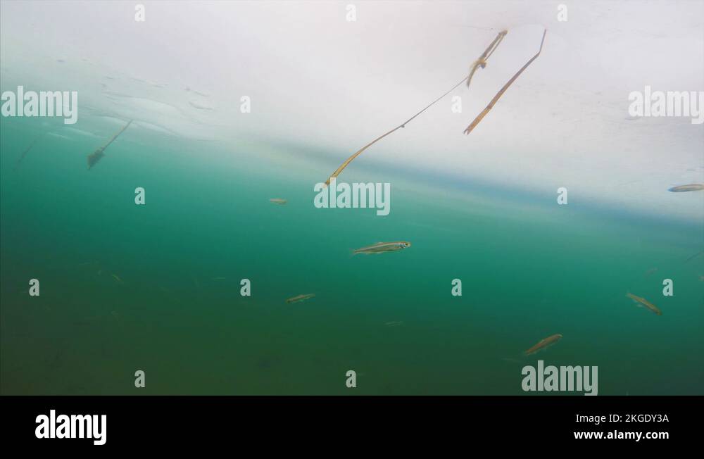 Fish ice under Stock Videos & Footage - HD and 4K Video Clips - Alamy