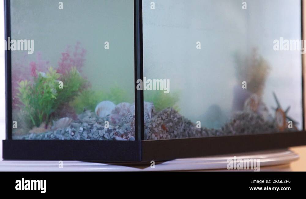 Broken fish Stock Videos & Footage - HD and 4K Video Clips - Alamy