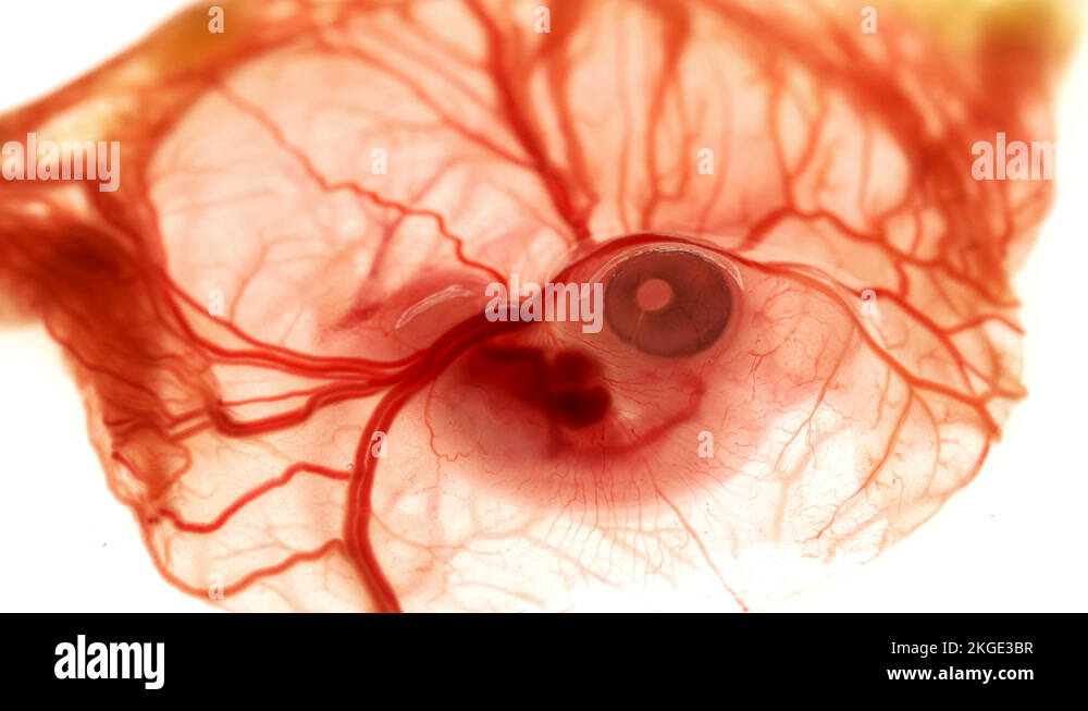 heartbeat and movement of blood through the vessels of a chicken or ...