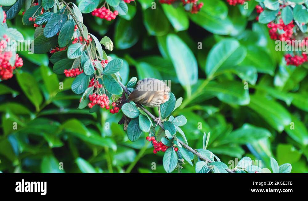 Rowan seeds Stock Videos & Footage - HD and 4K Video Clips - Alamy