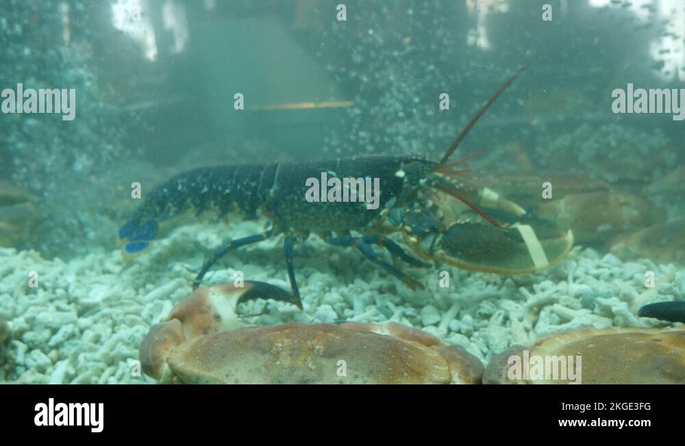Giant crayfish Stock Videos & Footage - HD and 4K Video Clips - Alamy