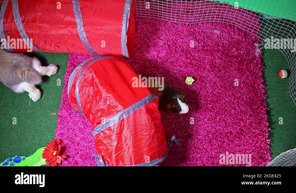 Playing together animals Stock Videos & Footage - HD and 4K Video Clips ...