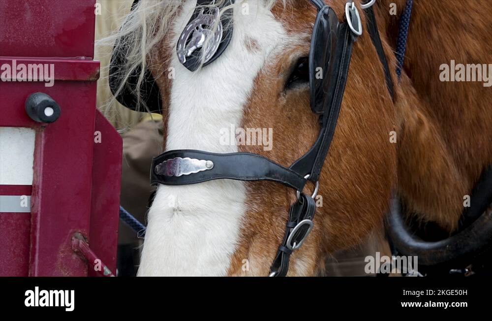 Horse head close up wearing blinders on its eye. Gearing up a riding ...
