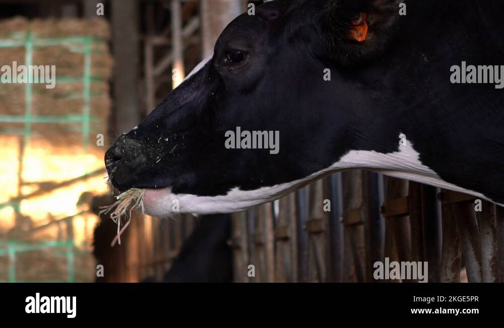 Slow Motion of milk cow feeding process on farm. Domestic animals ...