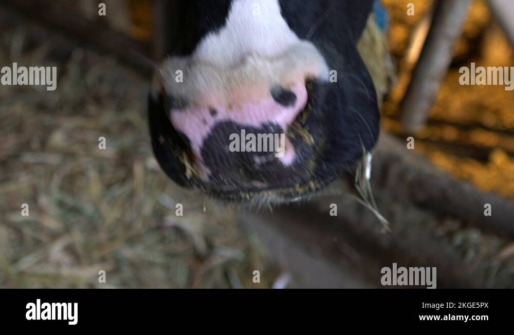 Slow Motion of milk cow feeding process on farm. Domestic animals ...