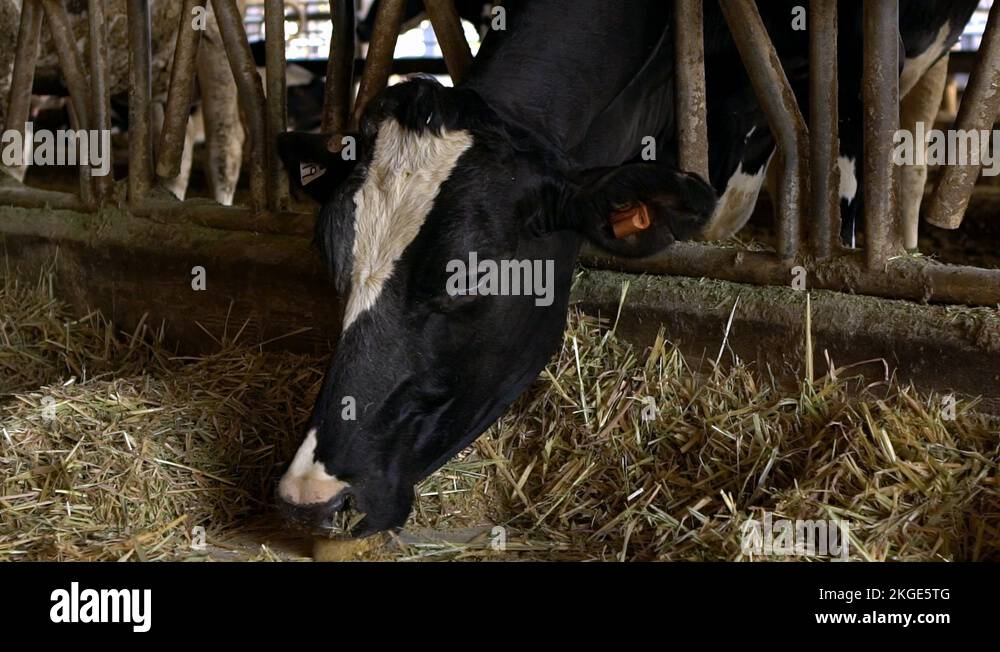 Slow Motion domestic animals eating hay in barn. Cattle cows grazing on ...