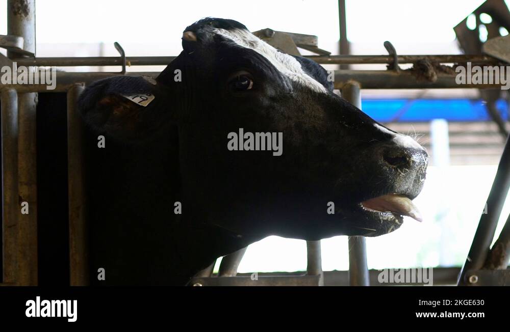 Slow Motion milk cow on modern farm. Cattle cows in the barn of a dairy ...